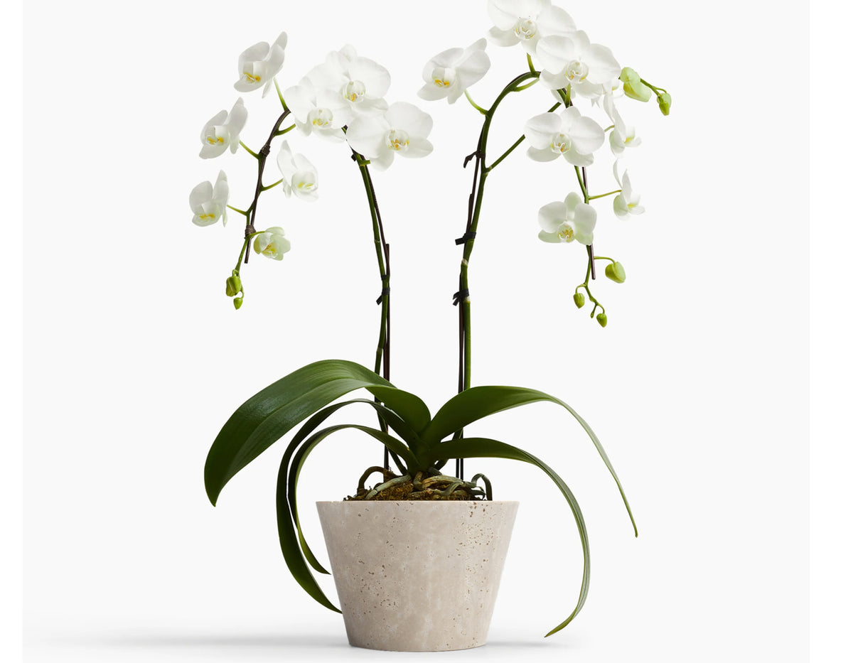 JCL - Medium Orchid Pot - Travertine | Provide